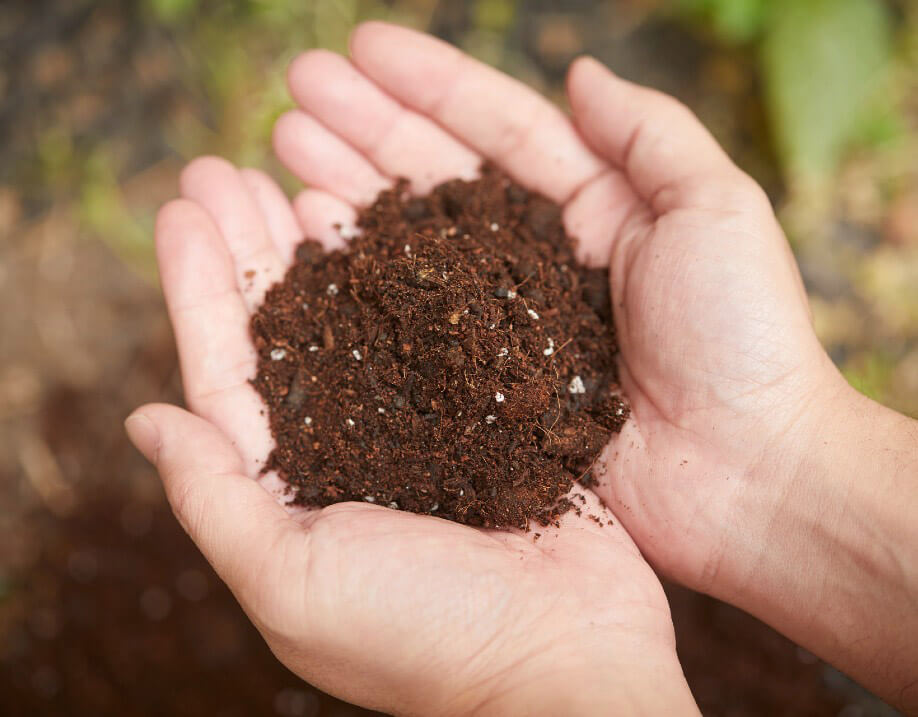 OSMIC ミニトマト｜豊洲市場ドットコム